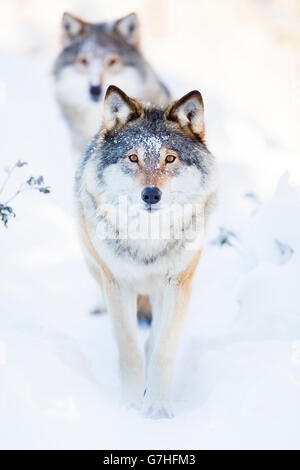 Two wolves in cold winter forest Stock Photo - Alamy
