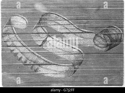 A venus girdle comb jelly Cestum veneris, transparent animal ...