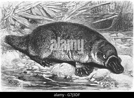Platypus (Ornithorhynchus anatinus), illustration Stock Photo - Alamy