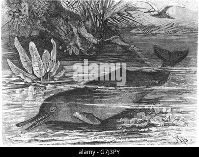 Ganges River Dolphin (Platanista gangetica), drawing Stock Photo - Alamy