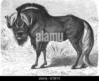 Black wildebeest or white-tailed gnu, Connochaetes gnou, and extinct ...