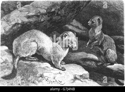 Ermine or stoat, Mustela erminea. Illustration copied from George ...