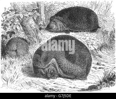Illustration of European hedgehog (Erinaceus europaeus). Pencil and ...