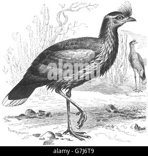 The red-legged seriema, crested cariama, red-crowned chuña or socori ...