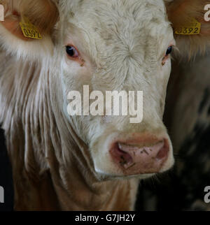 Continental beef cattle at Lyons Farm, Newcastle, Co. Kildare Stock ...