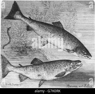 The fish - Atlantic salmon (Salmo salar). Antique stylized illustration ...
