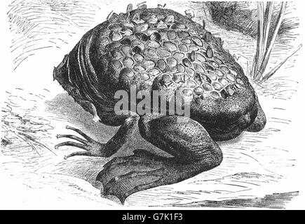 Common Suriname toad or star-fingered toad, Pipa pipa (Pipa, Rana pipa ...