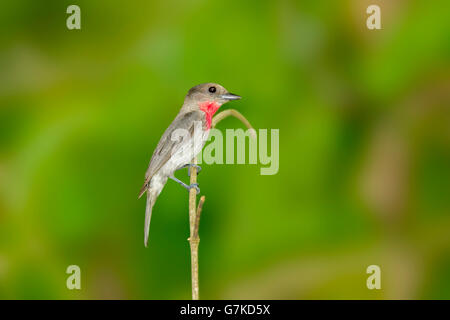 Rose-throated becard (Pachyramphus aglaiae) adult, sitting in tree ...