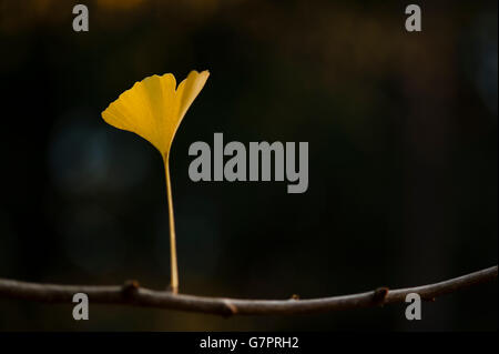 Flower growing from limb with dark background and backlit Stock Photo ...