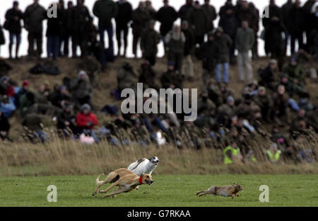 Greyhounds chasing the hare Stock Photo - Alamy