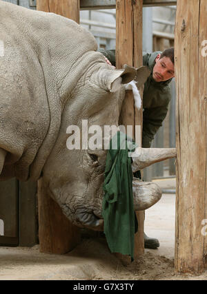 Keeper Graeme Alexander watches over Lucy, a two-tonne rhino who is ...