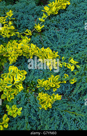 beauty of natural leaves Stock Photo - Alamy