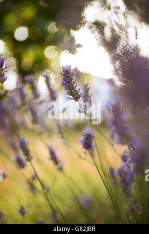 Selective focus shot of beautiful lavender flowers growing in the field ...