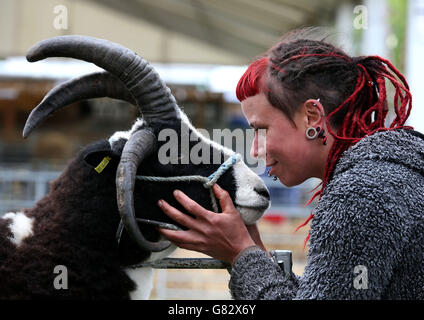 Kamila Rackova from Bankhead farm prepares her Jacob sheep as livestock ...