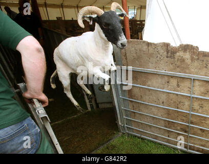 A sheep jumps after being sheared at the Lochearnhead Shears event in ...