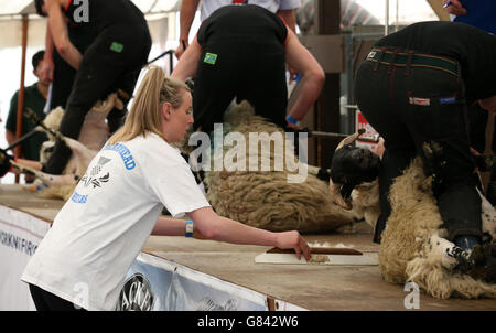 Sheep wool is taken away at the Lochearnhead Shears event in central ...