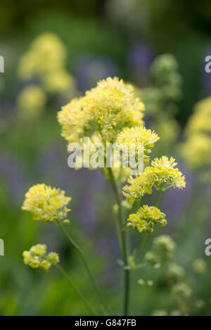 Yellow flowers of a Thalictrum Flavum 'Illuminator' in a summer garden ...