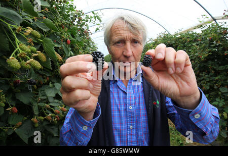 Fruit farmer Robert Pascall holds a crate of his Driscoll's Victoria ...