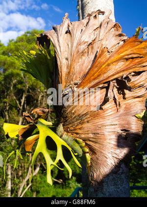 Platycerium superbum. Stag Horn Fern growing on a tree. Found in the ...