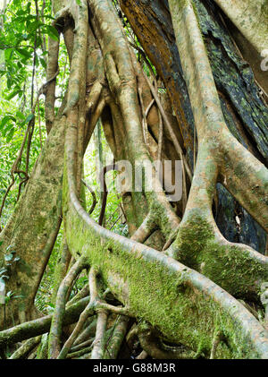 View of the root system of a strangler fig tree at Mossman Gorge, part ...