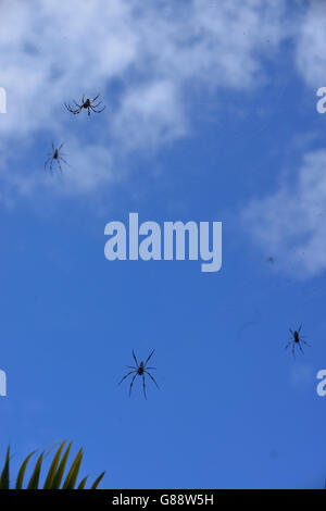 spider, Restaurant Chez Moustache, Le Tremblet, La Reunion, France ...