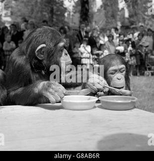 Animals Chimps Tea Party at London Zoo Stock Photo - Alamy