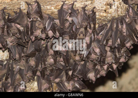 Pouched tomb bat (Taphozous saccolaimus Stock Photo - Alamy