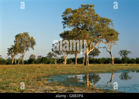 Leadwood tree, Combretum Imberbe, Chobe National Park, Namibia Stock ...