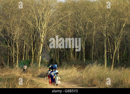 Fever Tree (Vachellia xanthophloea ) Forest in Kruger National Park ...