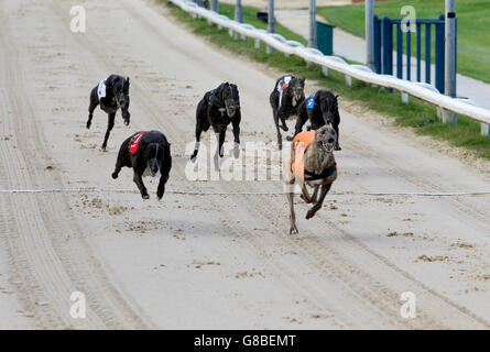 Greyhound Racing - Sunderland Greyhound Stadium. Trapper Jodie winner ...