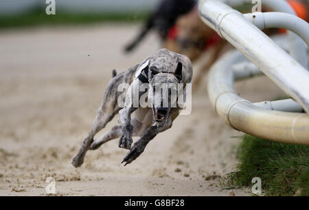 Greyhound Racing - Sunderland Greyhound Stadium. Battyford Tracey ...