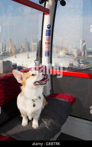 Winny the Corgi, who is well known on photo-sharing social network ...