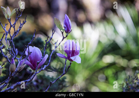 Soft focus image of blossoming magnolia flowers in spring time. Shallow ...