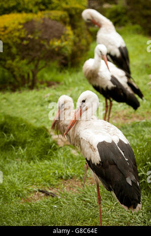 Nature stork bird standing on nest in landscape Stock Photo - Alamy
