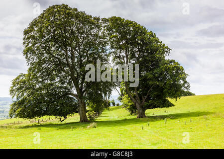 The Linley Beeches on Linley Hill near Norbury, near Bishop's Castle ...