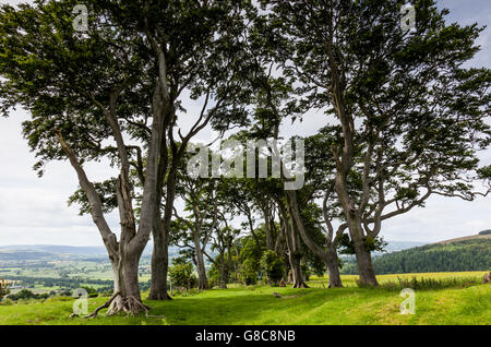 The Linley Beeches on Linley Hill near Norbury, near Bishop's Castle ...