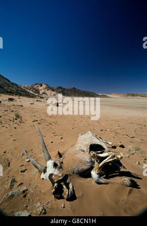Skull of a Gemsbok (Oryx gazella Stock Photo - Alamy