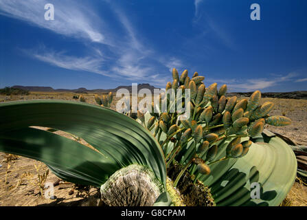 Welwitschia (Welwitschia mirabilis), Namib desert, Namibia Stock Photo ...