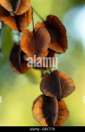 Seed pod of Protea plant. South Africa Stock Photo - Alamy