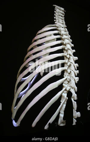 3D Definitive Human project Stock Photo - Alamy