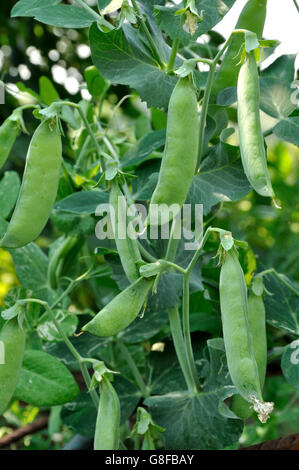 Close up view of maturing pea pods on the stem Stock Photo - Alamy