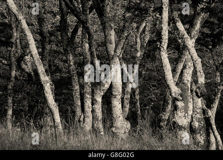 Trees in Lowveld Bushveld, South Africa Stock Photo - Alamy