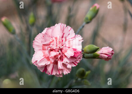 Close up of Dianthus Doris flowers and buds set against background of ...
