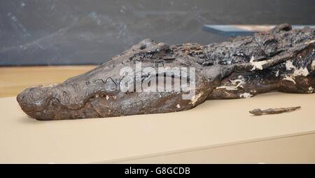 Mummified Crocodile at the British Museum Stock Photo - Alamy