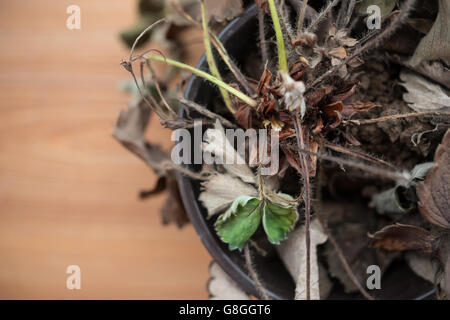 top view faded strawberry plant on a white background with copy space ...