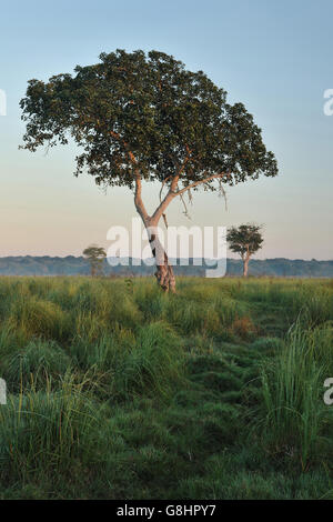Fig tree during the morning at the Muzi River Marsh, Tembe Elephant ...
