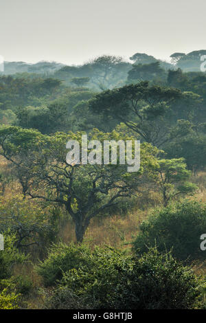 Landscape, Tembe Elephant Park, Maputaland, KwaZulu Natal, South Africa ...