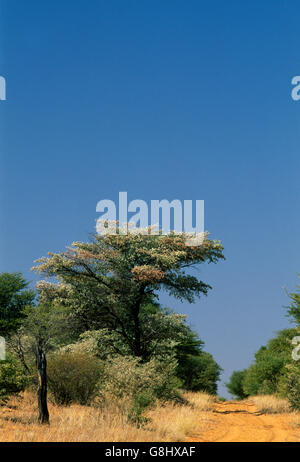 silver terminalia (Terminalia sericea Stock Photo - Alamy