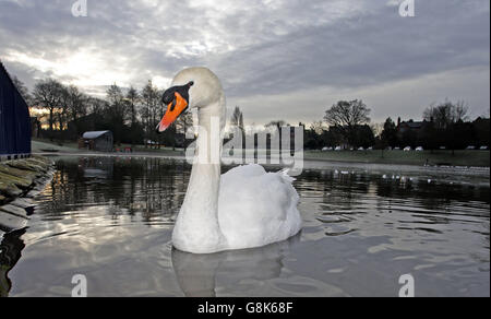 A swan swims in a partially frozen lake, on a cold day in Bucharest ...