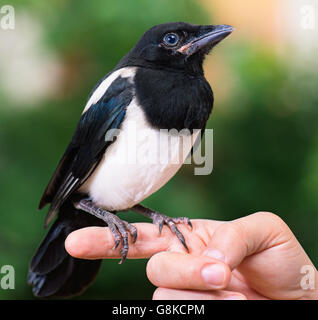 Bird on human hand Stock Photo - Alamy